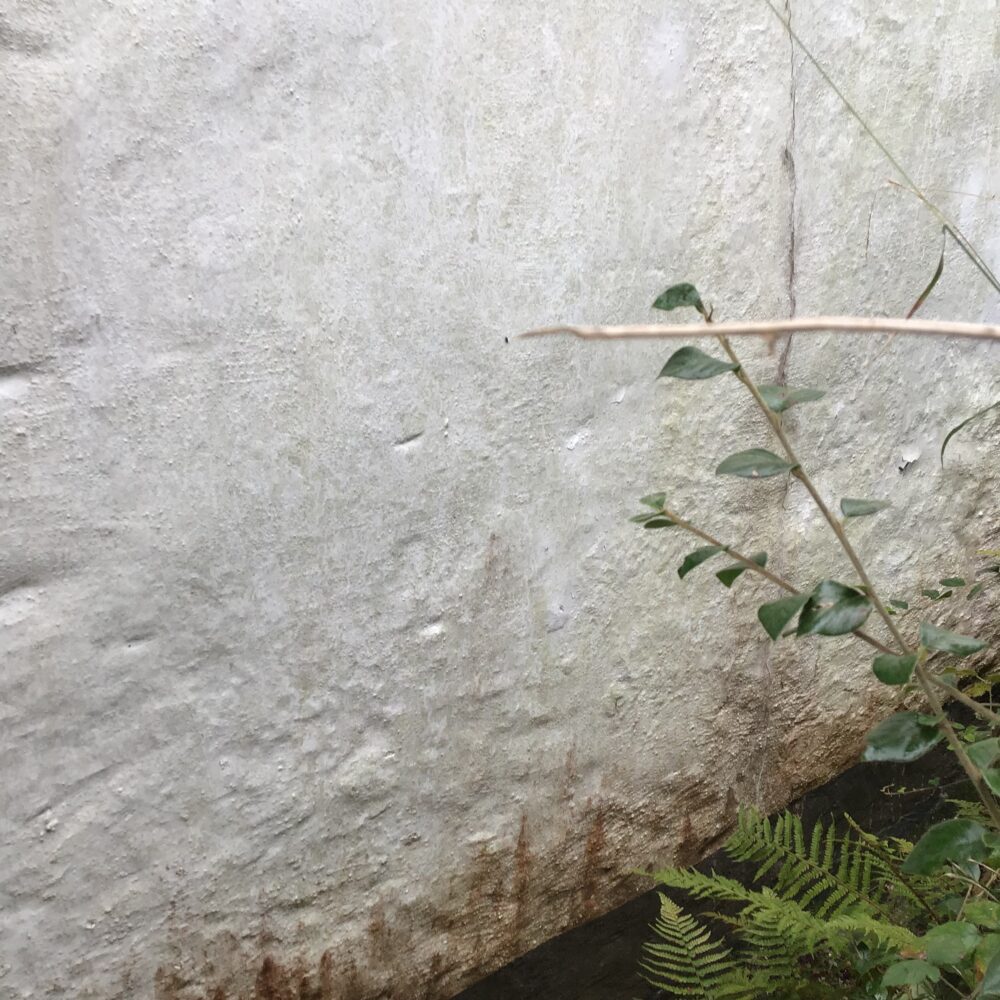 Damp Cob Walls - The Cob Specialist